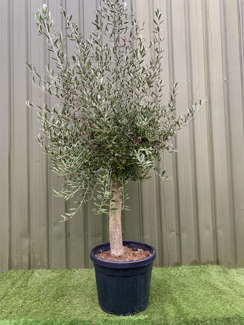 Olijfboom kopen in pot - Bloombak.nl - Eenvoudig de hele set in één.